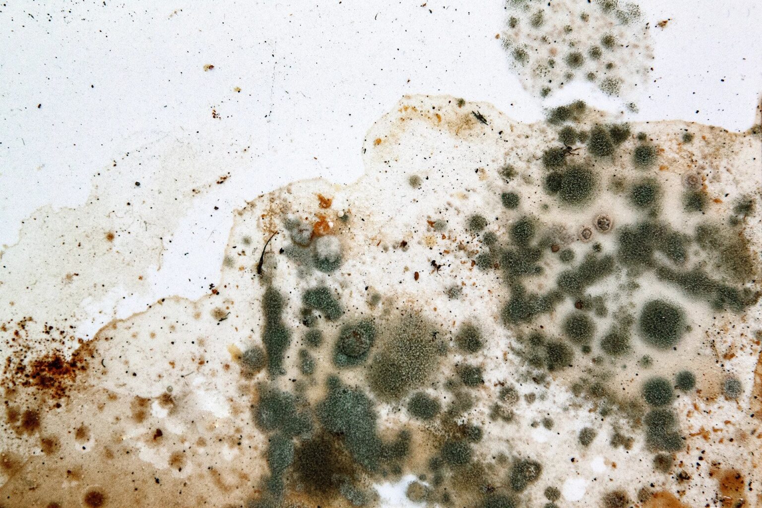 When to call a Mold Remediation Company - Don't wait!